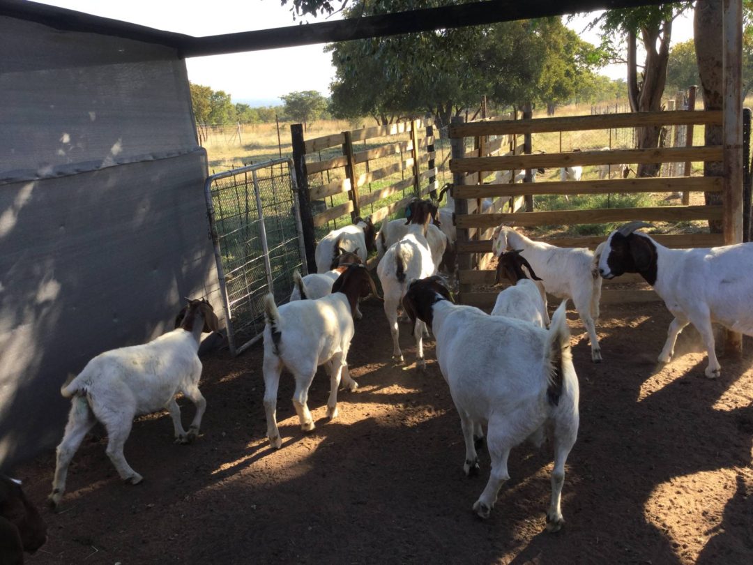 How To Choose Livestock For Your Smallholding — SA Smallholder
