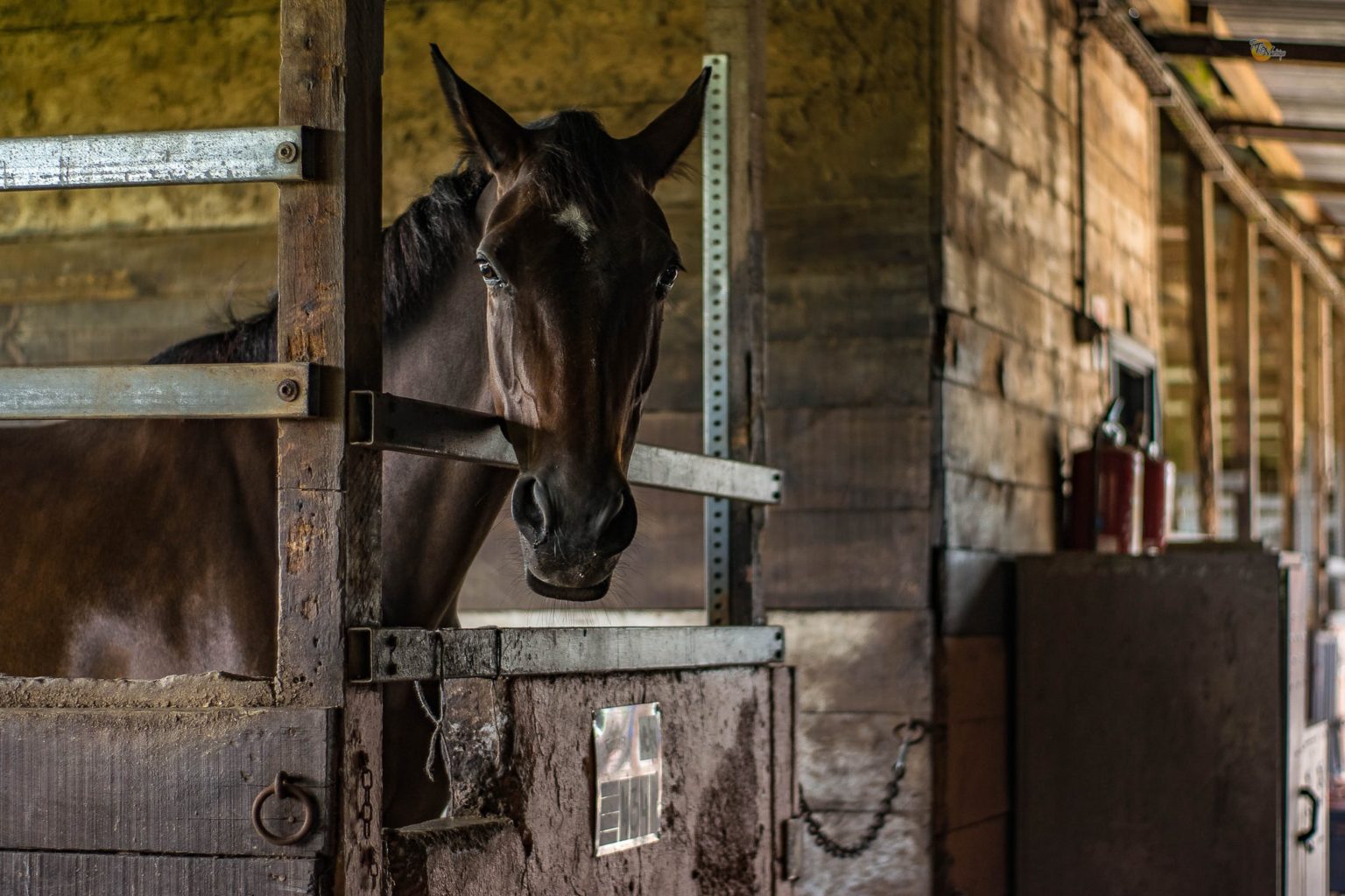 Providing Adequate Housing for Livestock — SA Smallholder