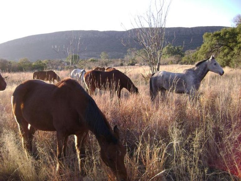 How to Establish a Grazing Agreement — SA Smallholder
