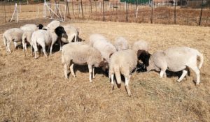 The Digestive System of Sheep — SA Smallholder