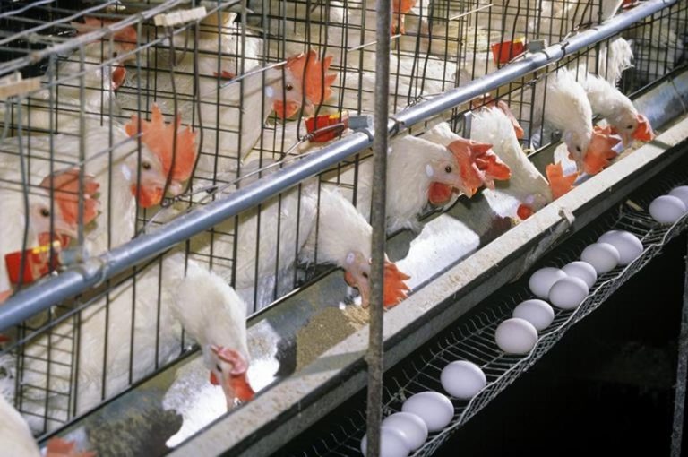 How To Start An Egg Business — SA Smallholder