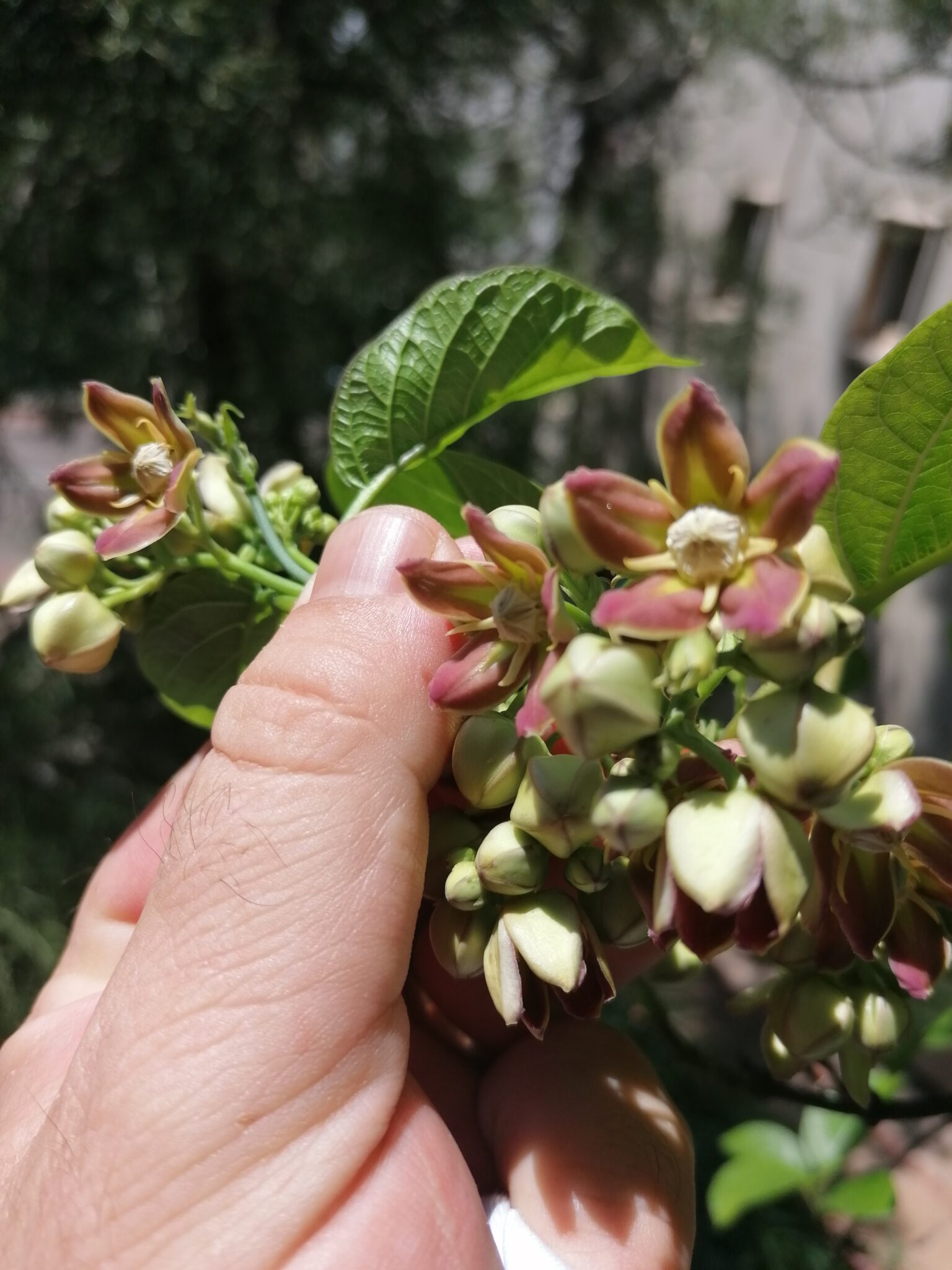 Growing Indigenous African Ginseng — SA Smallholder