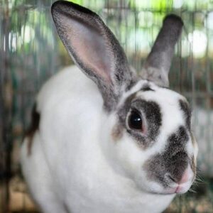 Gauteng Rabbits Die from Haemmorhagic Disease — SA Smallholder