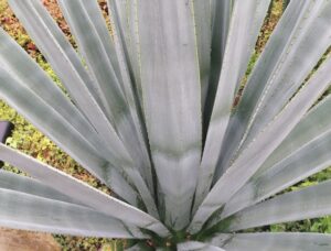 Orphan crops: Blue Agave — SA Smallholder